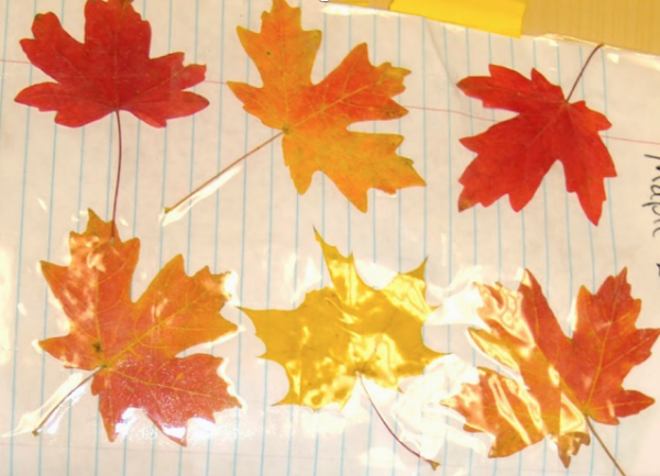 Why do Leaves Change Color in the Fall?