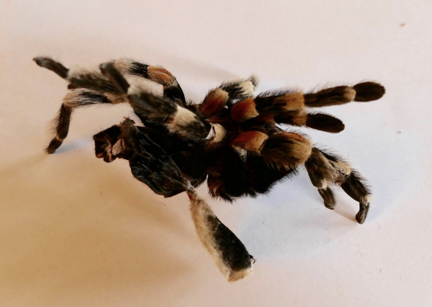 Using Phenomena in NGSS Aligned Lessons