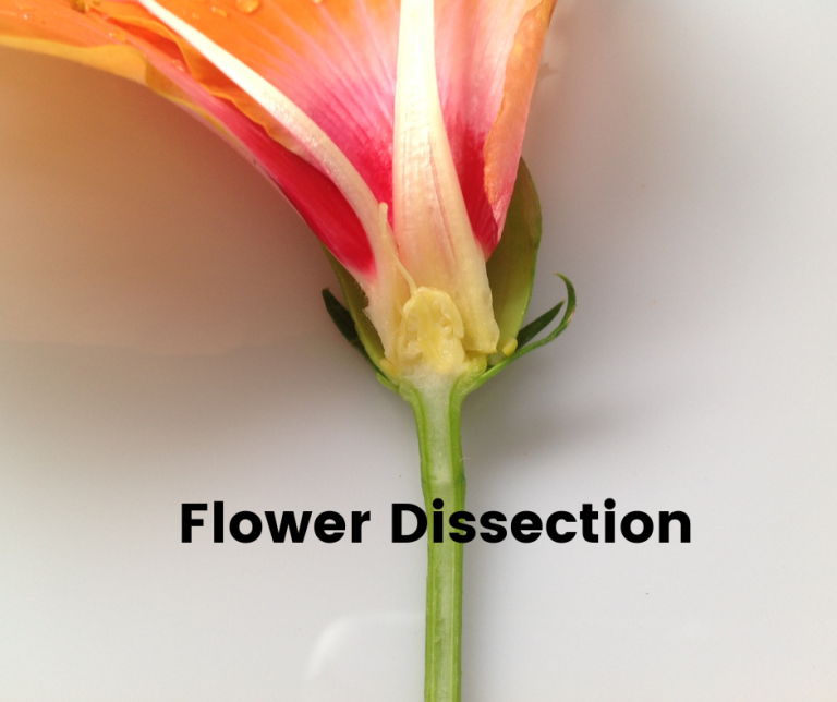 Students Will Love This Flower Dissection Activity