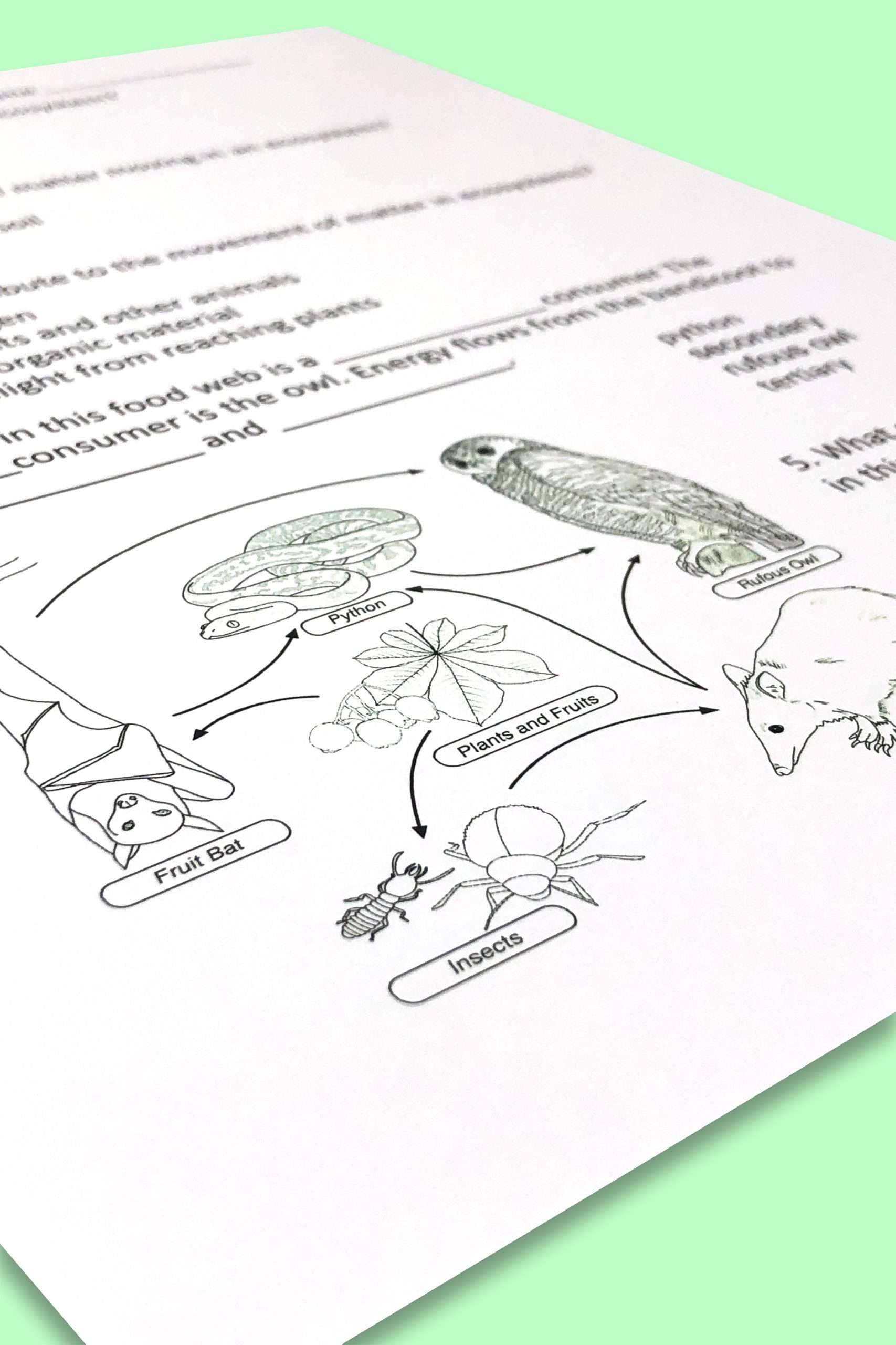 5th Grade Science Bell Ringers for Life Science